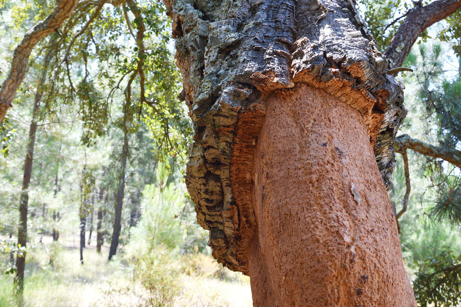 What is cork? Facts and Benefits | ARTZT vitality